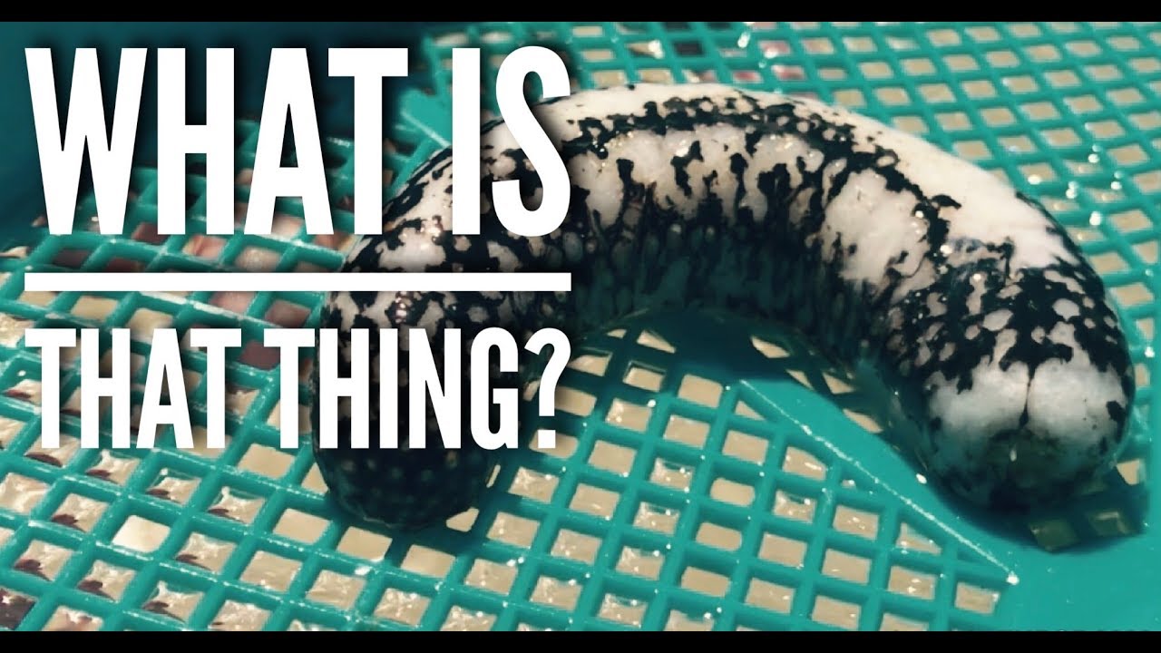 Panama City Beach Sea Creature? - YouTube