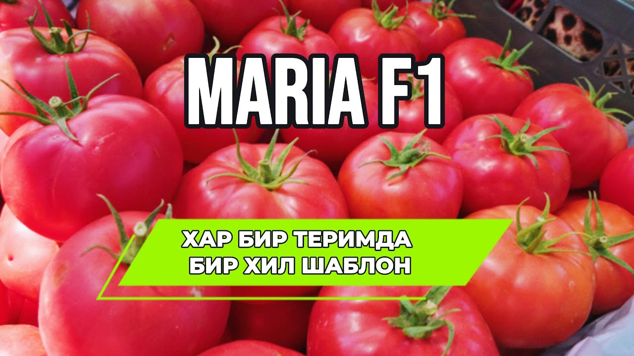 🍅 MARIA F1 – ҲАР ТЕРИМДА БИР ХИЛ СИФАТ, ШАКЛ ВА ТАЪМ! 🌿🔥 - YouTube
