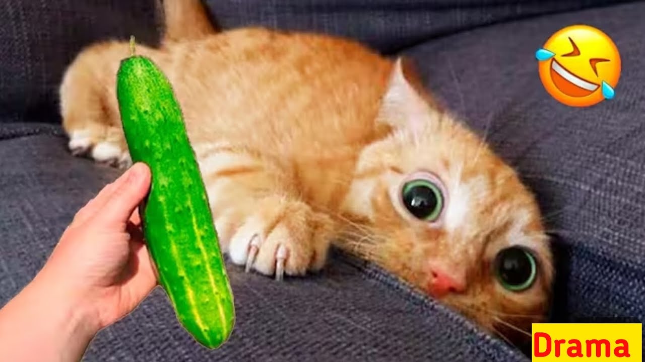 The Most Dramatic Cats and Dogs Movements 😂🐶😺 Funny Animals Videos 🤣 ...