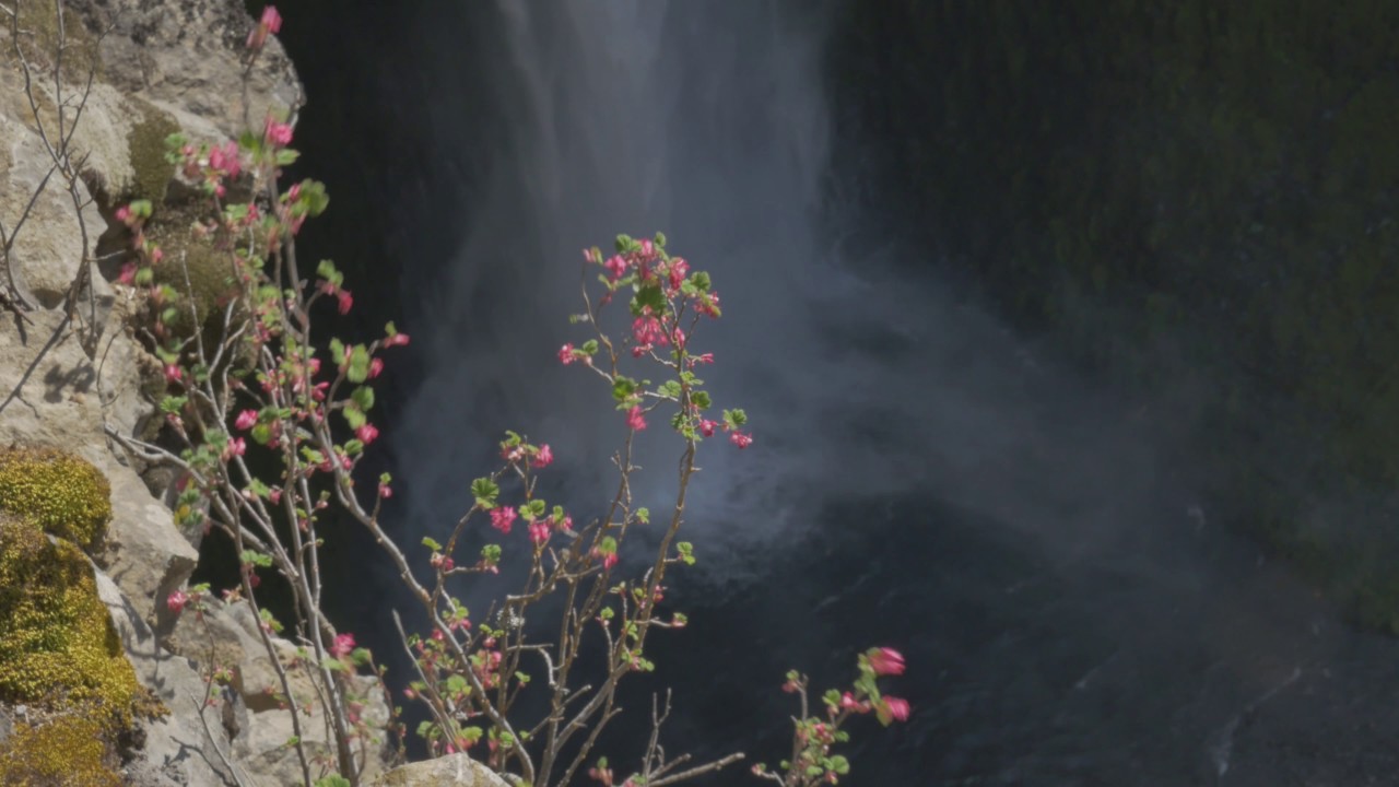 4k Plant Overhanging a Waterfall - YouTube