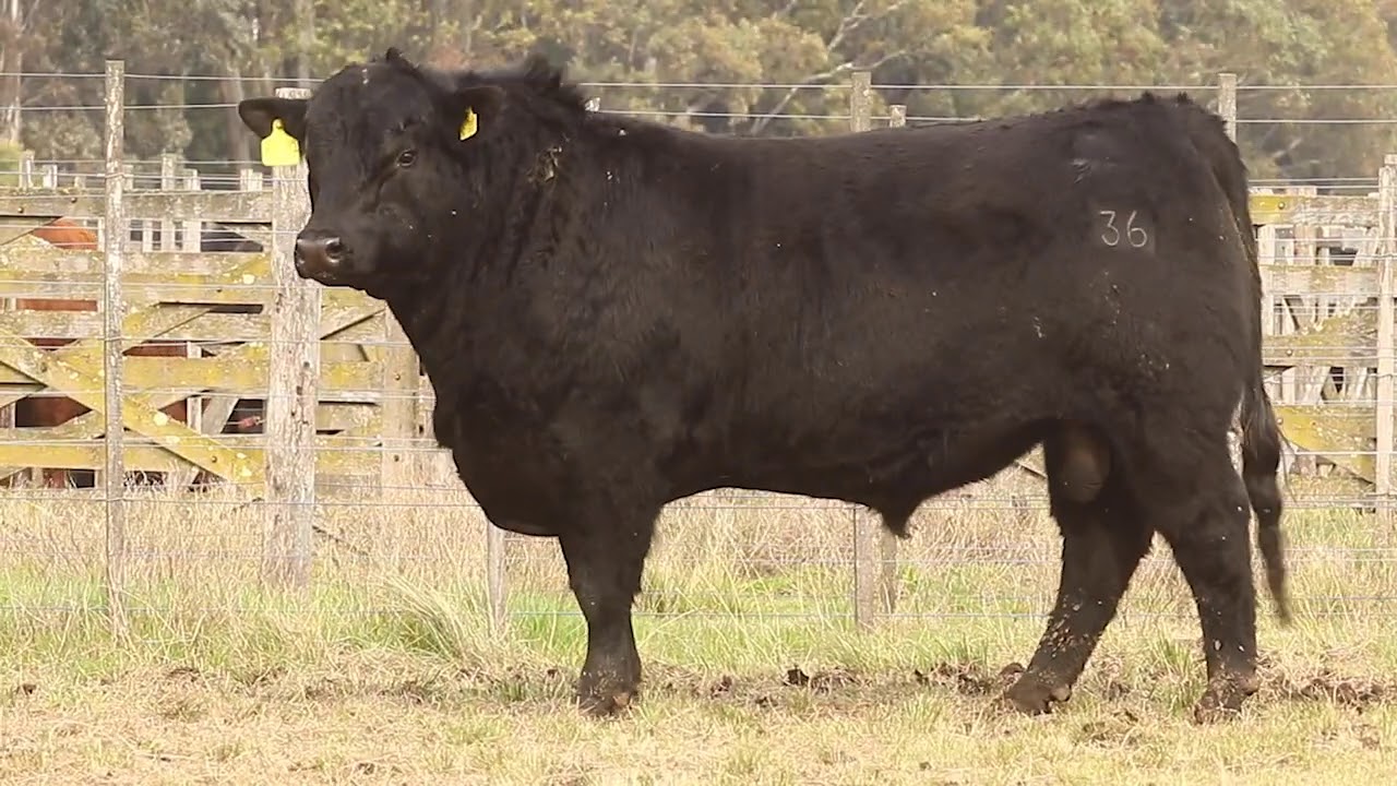 Toro AA PC N°36 - Lote #13 - RP8230 - Remate LT 2020 - YouTube
