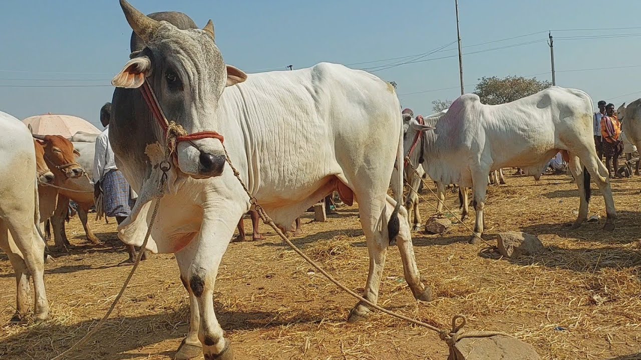 Aggressive Power full Ongole Bull 🐂 | Angry most active Bull - YouTube