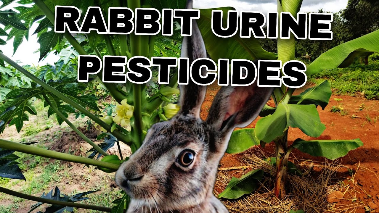 How to apply Rabbit urine as a pesticide in bananas and pawpaws 😱😱 ...