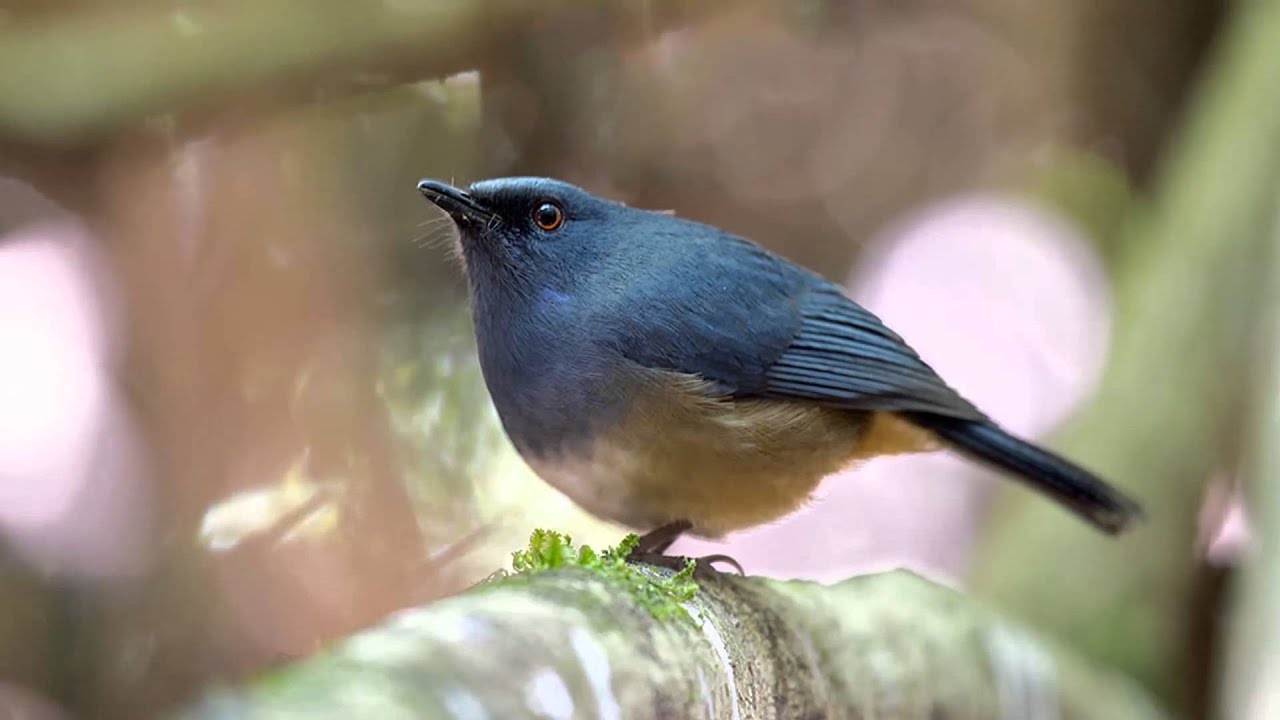 Nilgiri blue robin ~ Detailed Information | Photos | Videos
