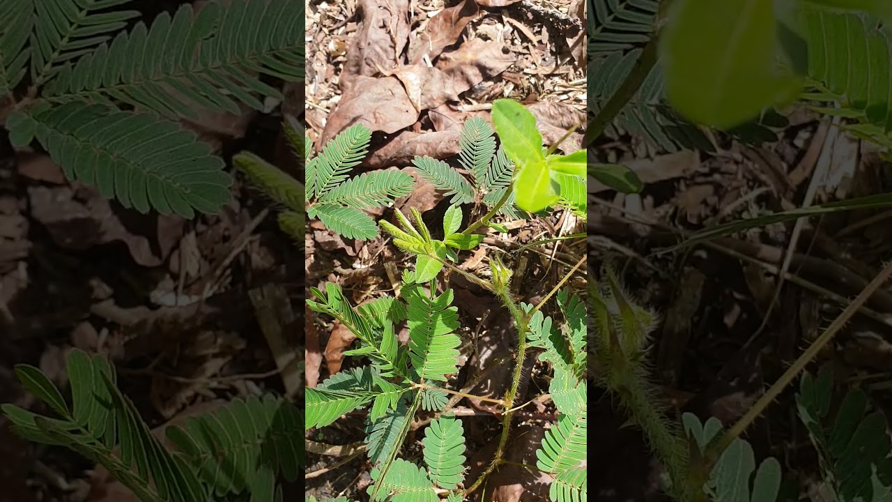 Hibi hibi, shy plant🙈😊 - YouTube