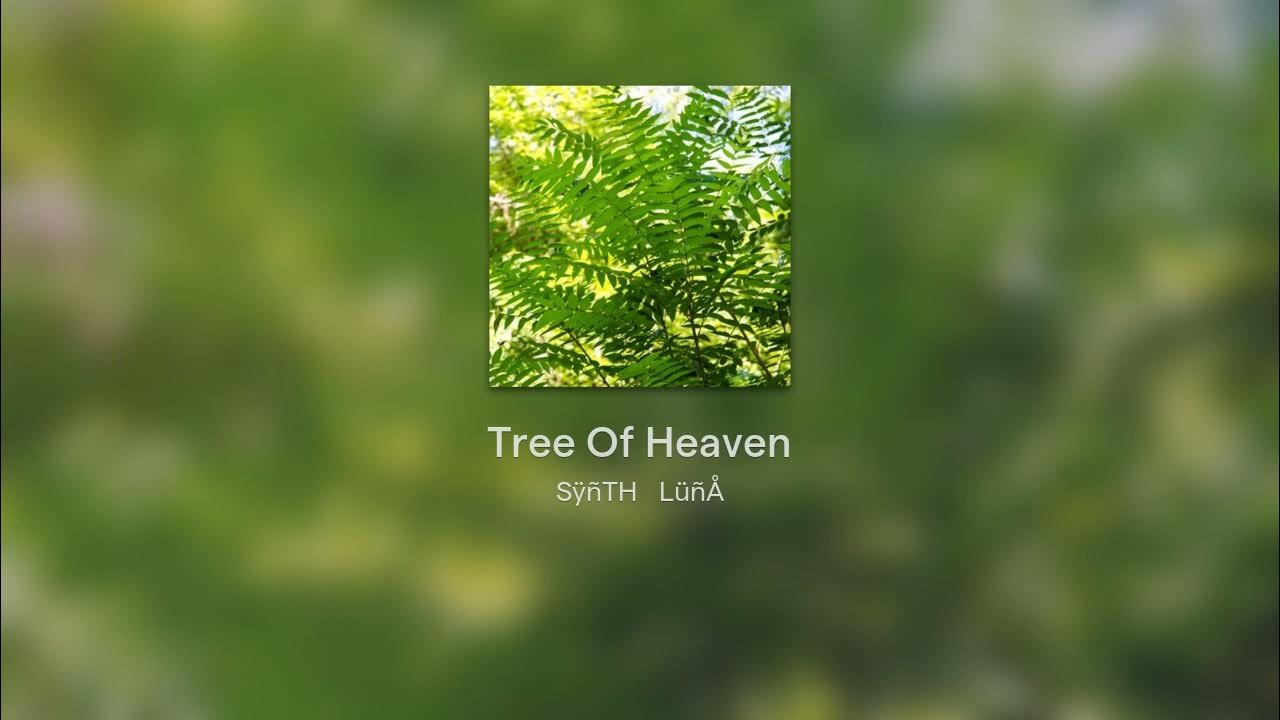 Synth Luna - Tree Of Heaven - YouTube Music