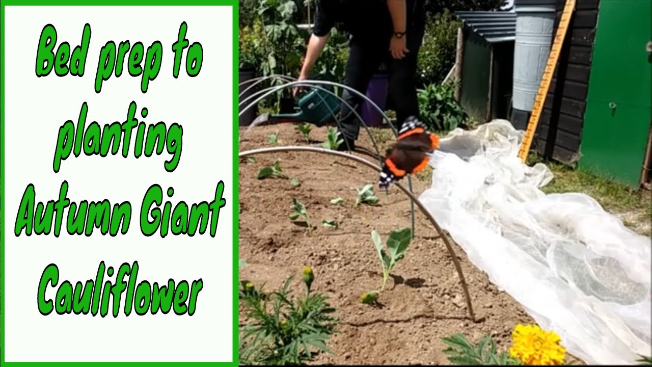 Bed prep to planting Autumn Giant Cauliflower - YouTube