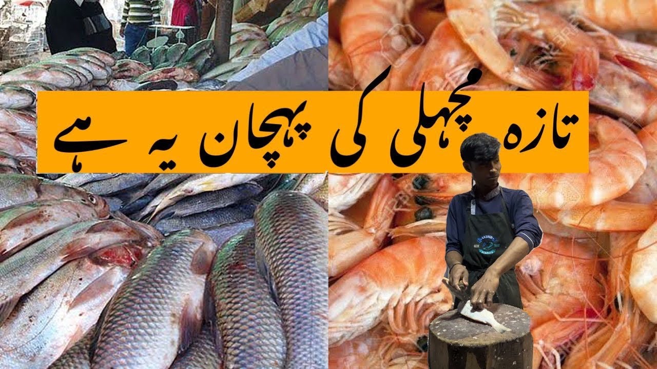 Seafood Lovers Biggest Fish Karachi | Fish Current Price 2024 ...
