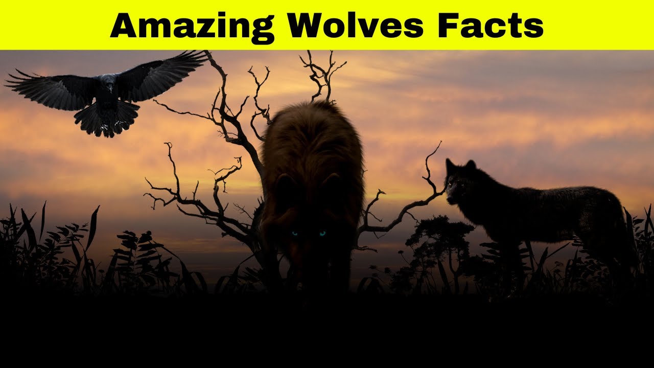 Untamed Majesty 13 Amazing Facts About Wolves You Never Knew #facts # ...