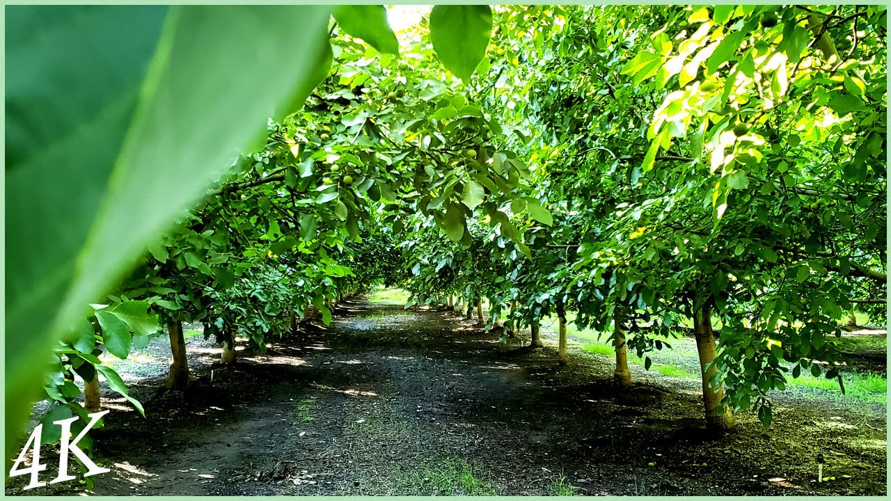 Nice Green View - Incredible 4K Visuals - YouTube