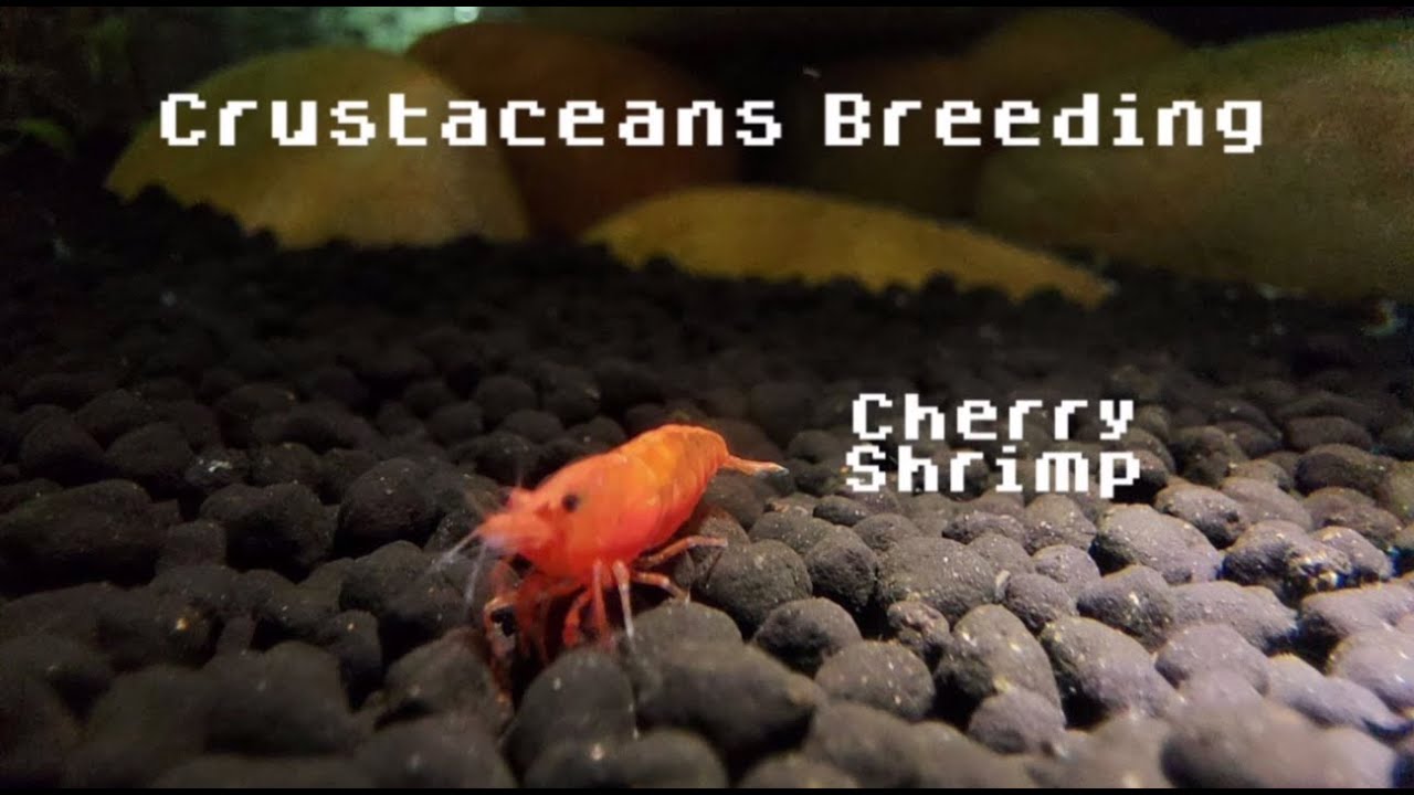 Crustaceans Breeding - YouTube