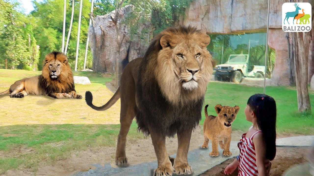 Kasih Makan Singa The Lion King Simba Takut Banget - Mengenal Binatang ...