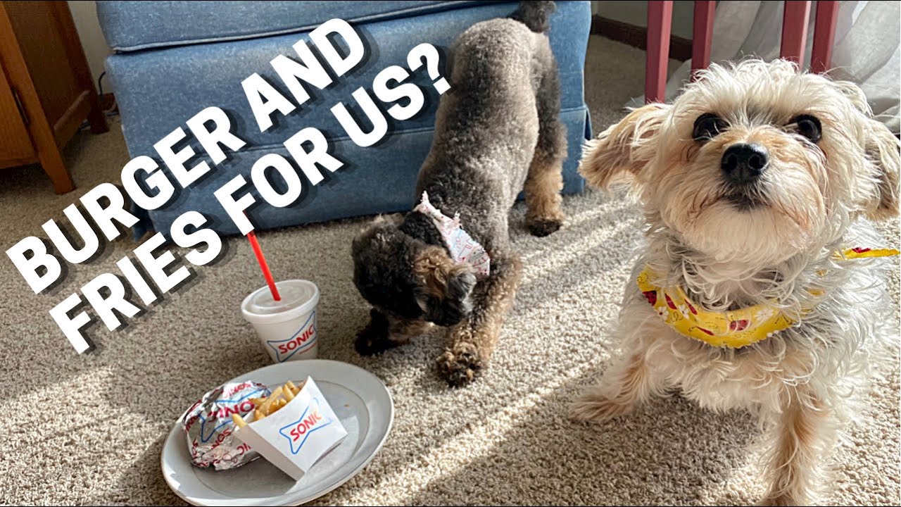 Dogs Order Burger And Eat Juicy Burger | Funny Dog Video - YouTube