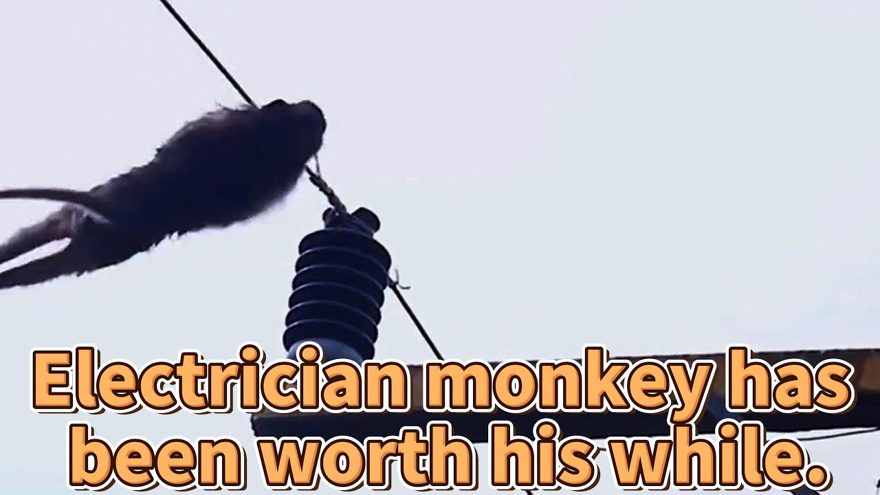 Electrician monkey has been worth his while.#animals2024 #wildanimals # ...