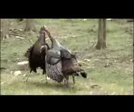 When Turkeys Attack - YouTube