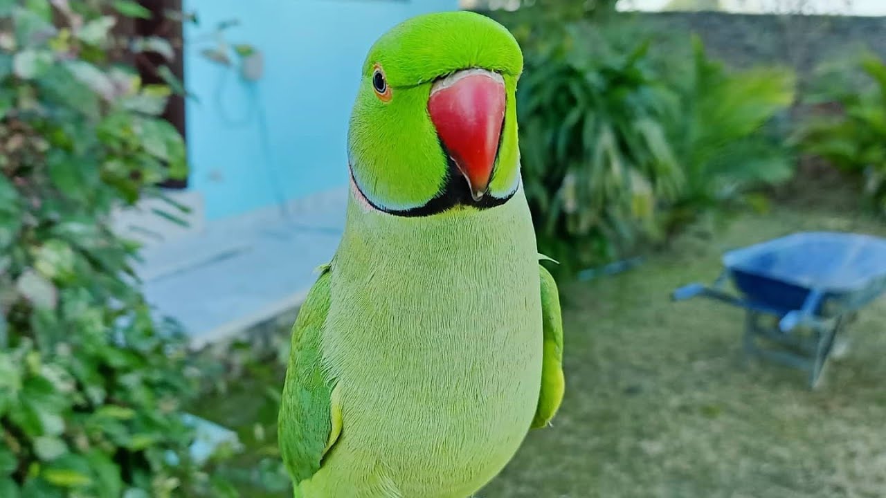 Ringneck Talking Parrots - Funny Ringneck Parrots - YouTube