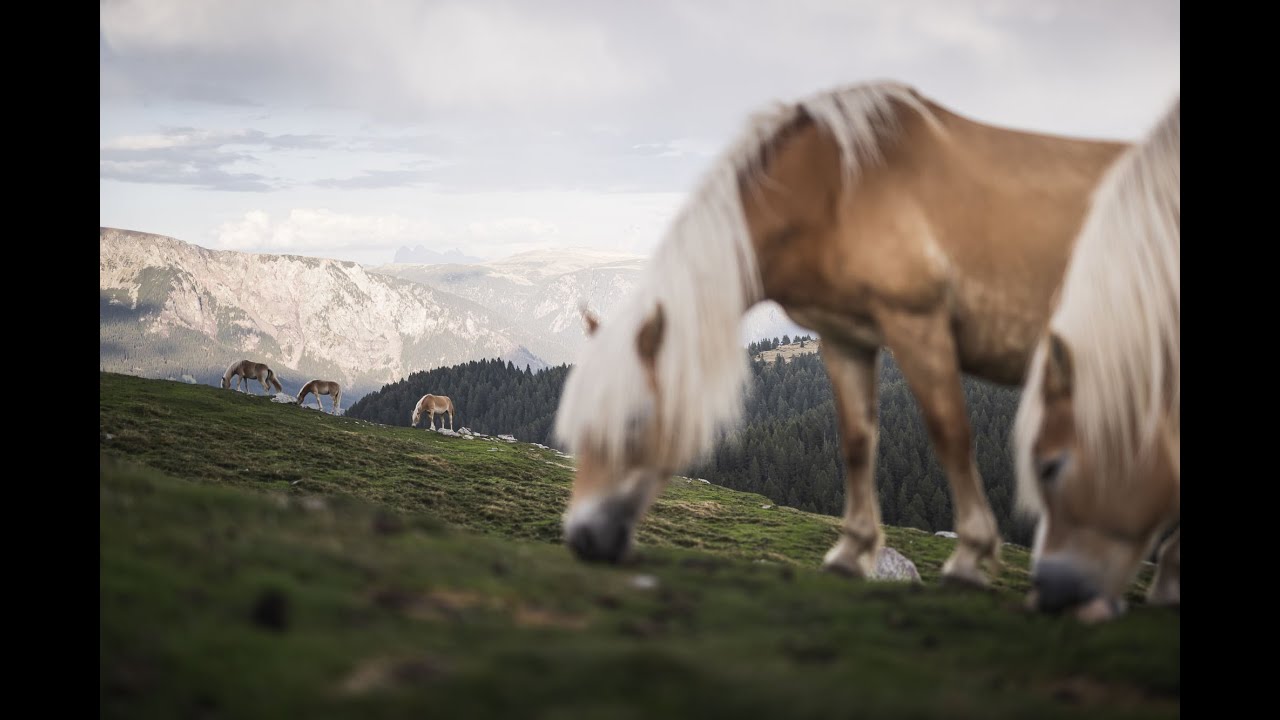 Ferienregion Hafling–Vöran–Meran 2000 | Area vacanze Avelengo–Verano ...