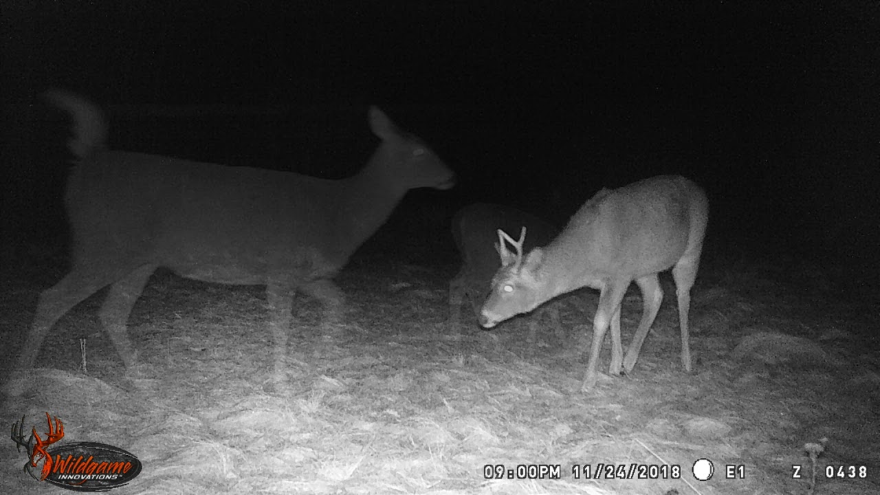FEEDING THE DEER. Pictures. The fork buck is back. Good pictures of the ...