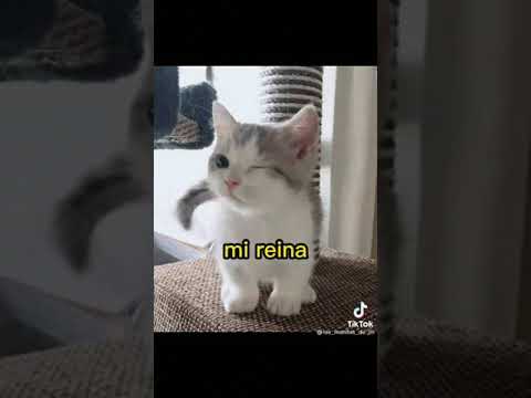 piropos para novi@s saparit@s