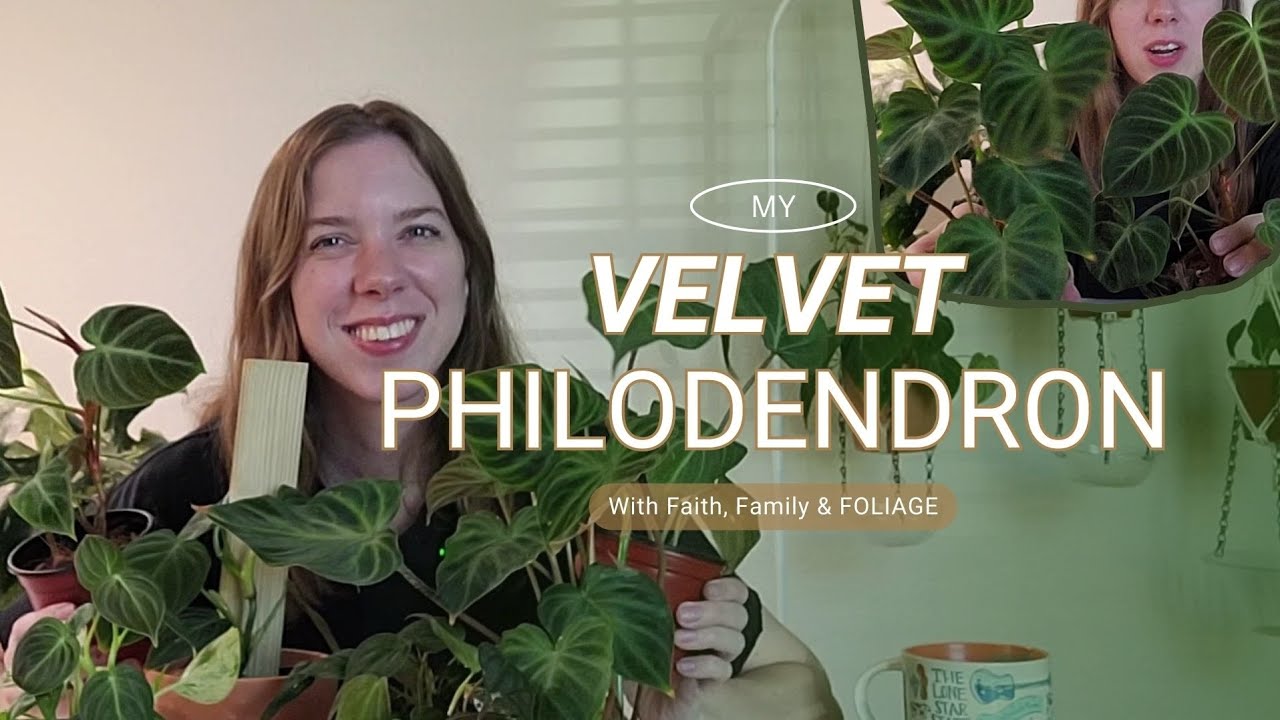 My Velvet Philodendron Collection | All the soft velvet leaf ...