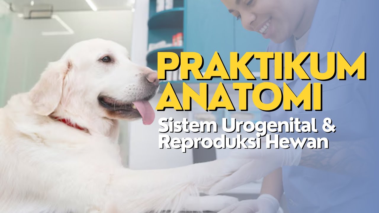 Eksplorasi Sistem Urogenital & Reproduksi Hewan | Praktikum Anatomi D3 ...