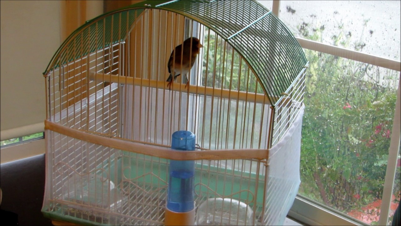 Canary hybrid -- Young european gold finch mule . - YouTube