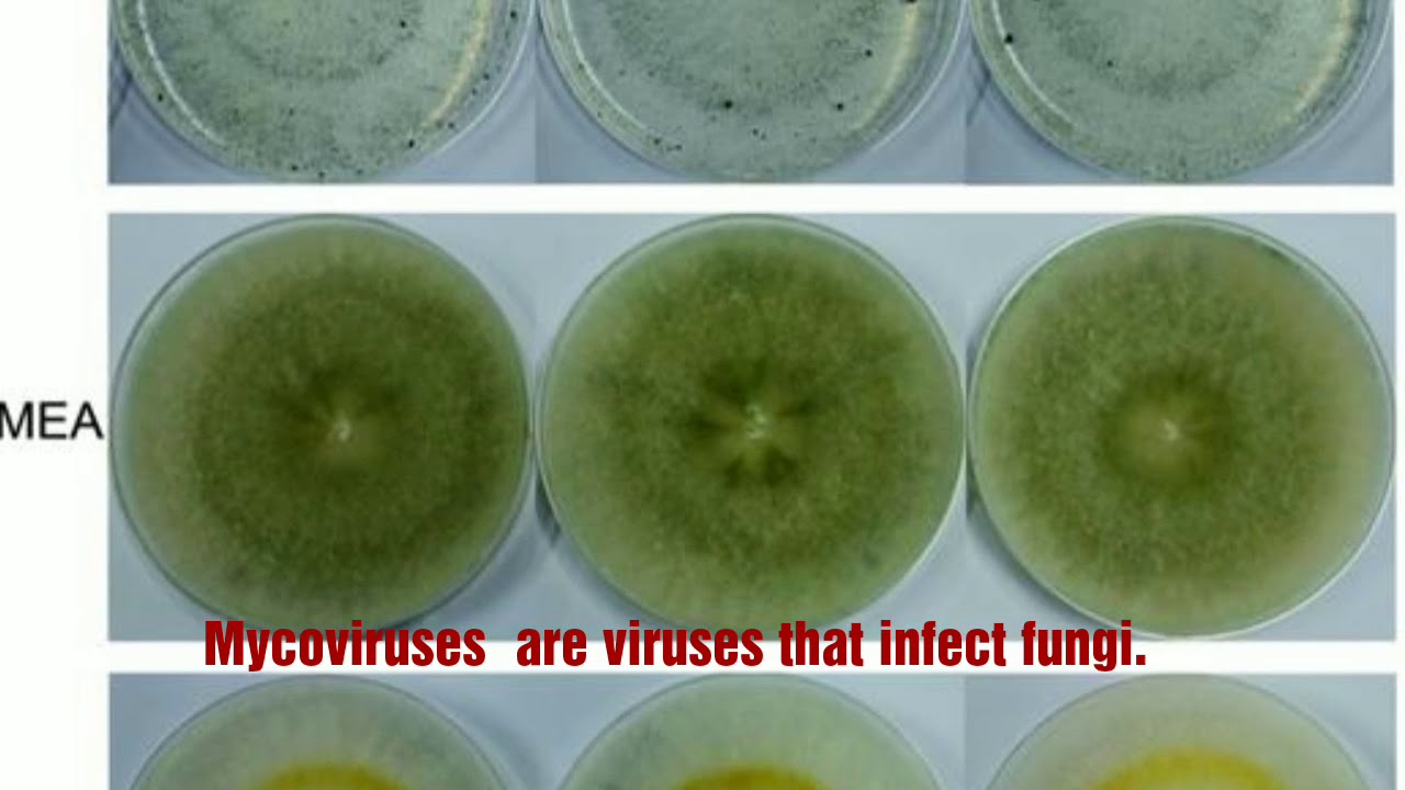 Mycoviruses - YouTube