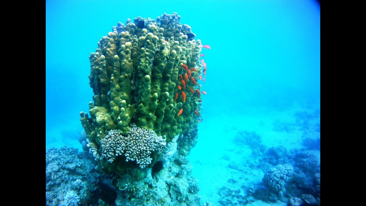 Red Sea Aqaba Scuba Diving Trip 14 November 2014 - YouTube