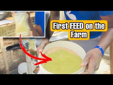THIS is how you can FORMULATE Feed for RABBITS - YouTube