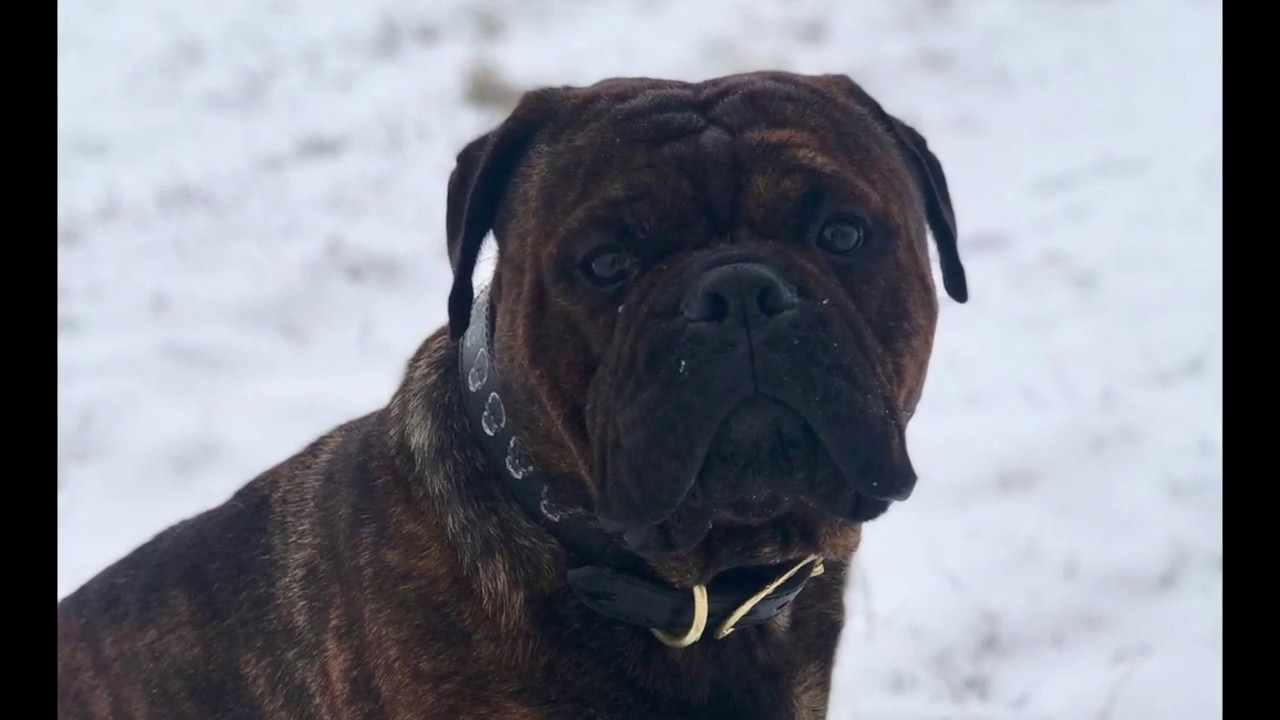 " Rover und BERG zwei Continental Bulldogs im Allgäu " : Asgards Pride ...
