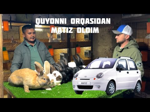 LUBAYA BIZNES XARASHA #quyonboqish #ферма #quyon #quyon #quyonbozor #декоративныекролики