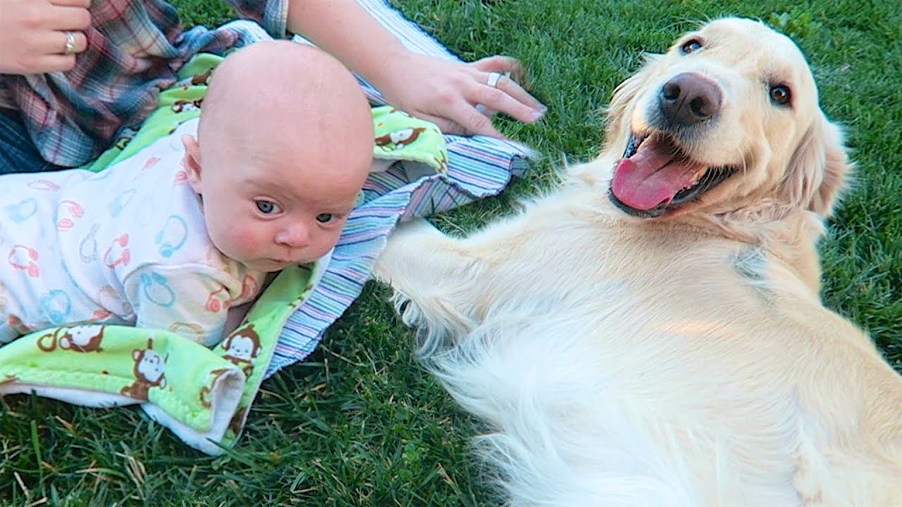BABY MEETS NEW DOG! - YouTube