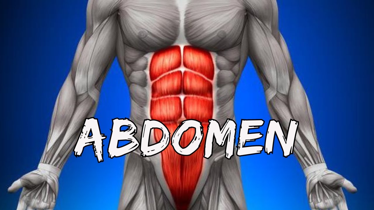 7# Abdomen - Anatomía funcional para el gimnasio (origen, inserción y ...