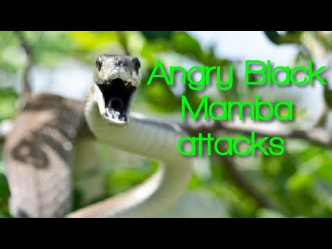 Angry Black Mamba attacks human ,[Careless Snake Catcher almost died] - YouTube