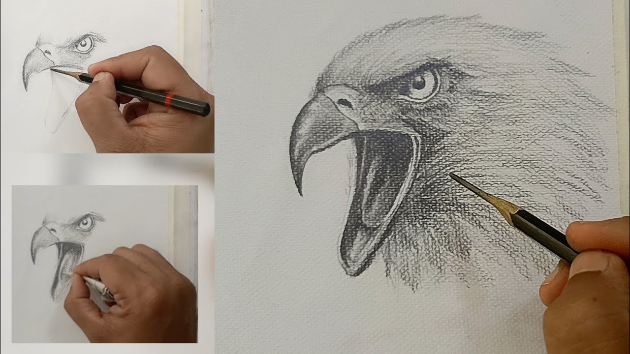 How to Draw Realistic Eagle, Starting very easy and simple way ...