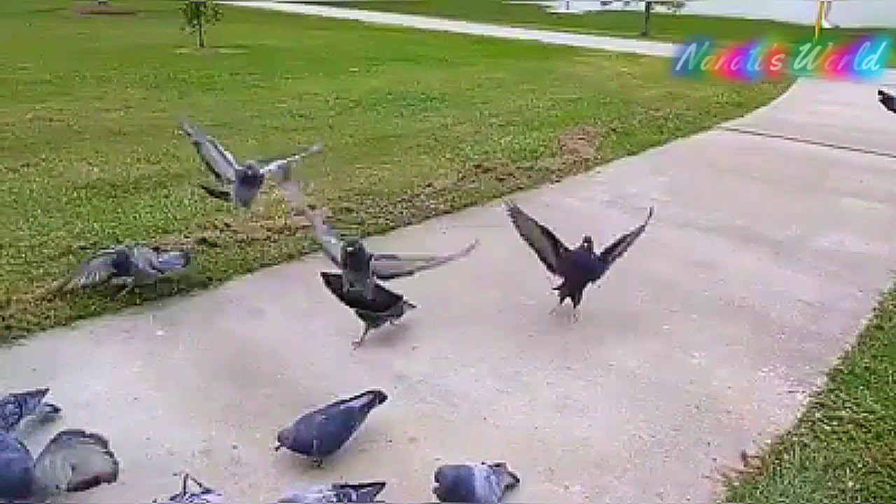 Flying pigeons 😍 the sweetest moments with piegons 💕 Very nice music 👌 ...