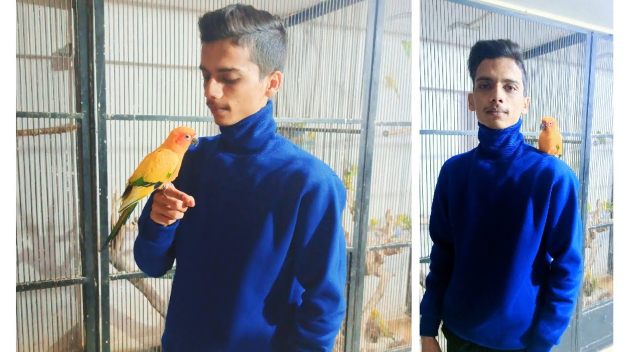 |HAND TAM BIRDS AVIARY 🦜| |LOW PRICE SHOPEE| #birds #indore #petmarket ...