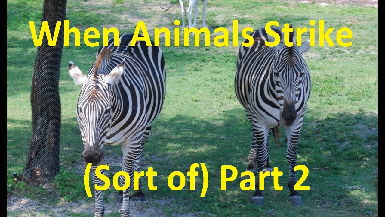 When Animals Strike (sort of) at Theme Parks, part 2 - Ep 30 ...