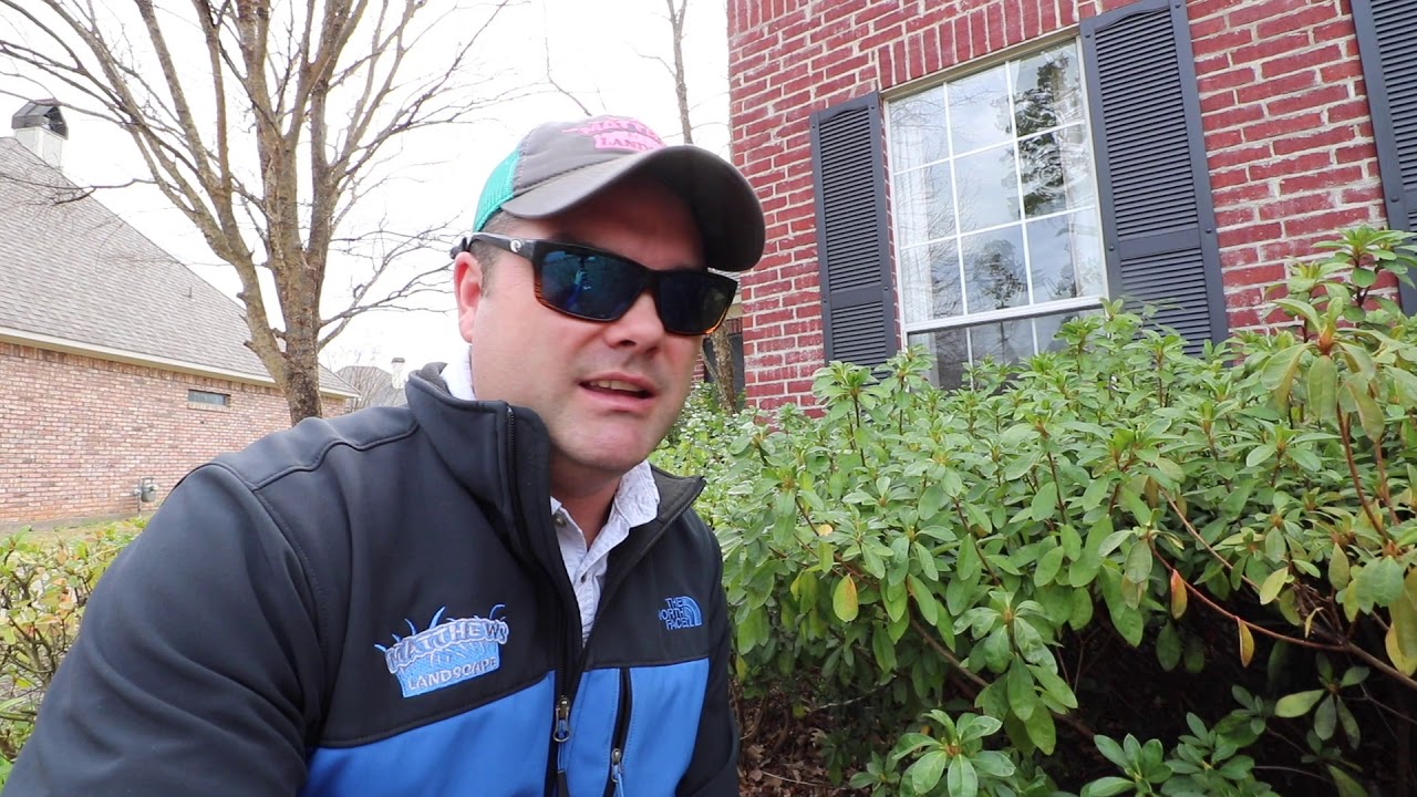 Scale on Azaleas - YouTube