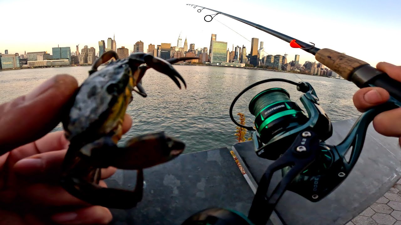 East River Fishing. Tautog (Blackfish) NYC Green Crab Bait - YouTube