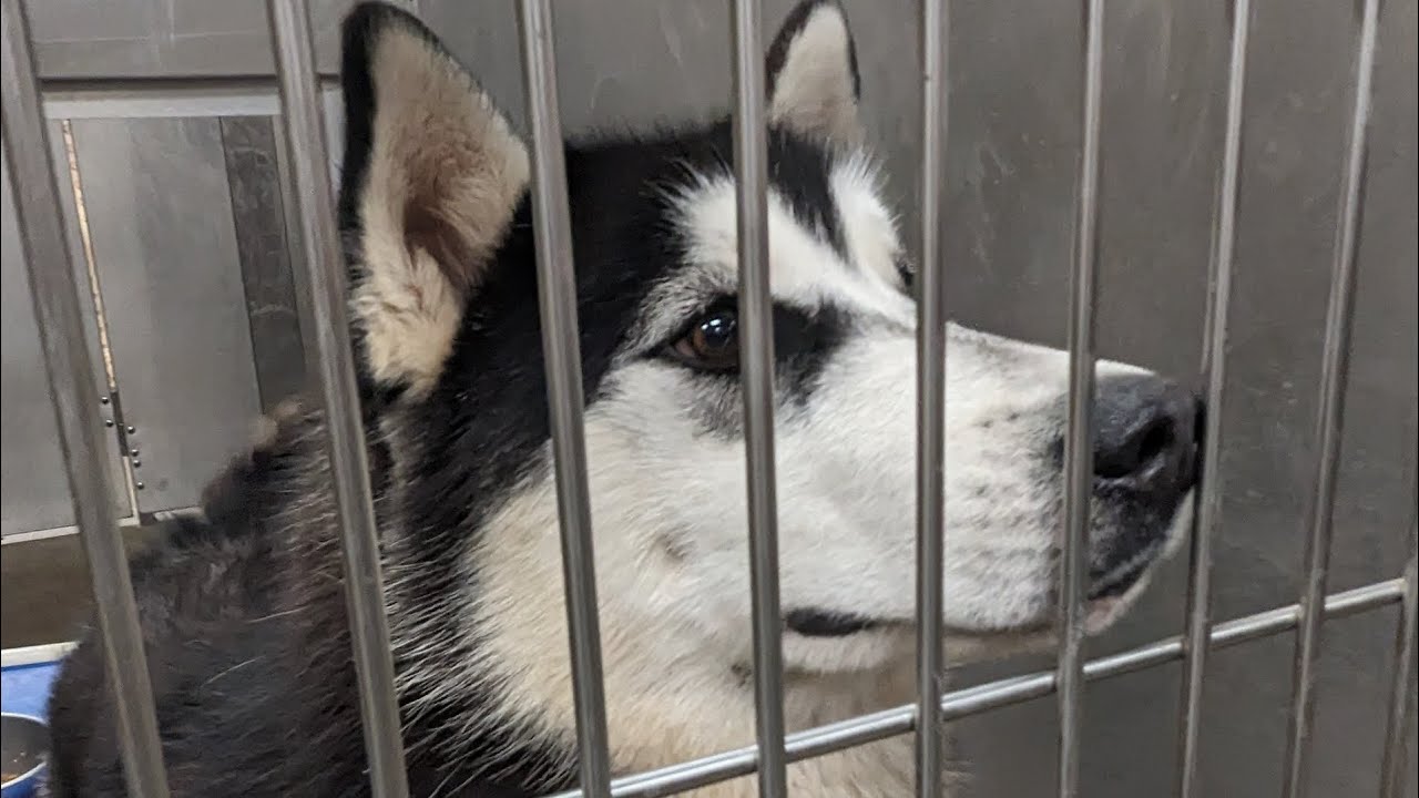 SCRAPS ANIMAL SHELTER ! Complete List of dogs as of 3/2/24 on video ...