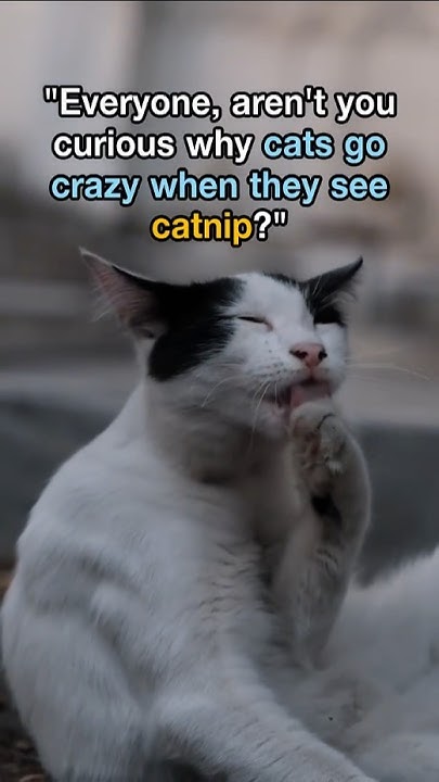Why Do Cats Go Crazy for Catnip? The Feline Happy Drug! - YouTube
