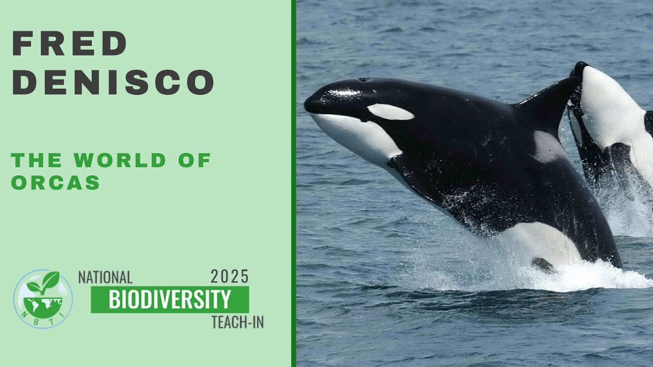 Fred the Orca Man - The World of Orcas - YouTube