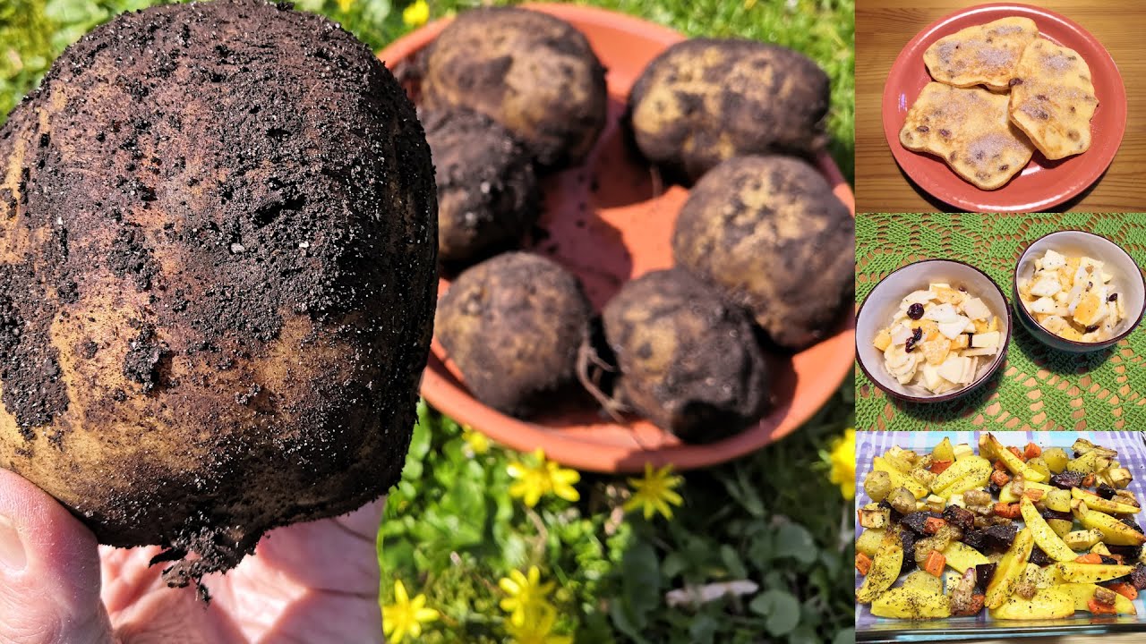 Leckeres mit Yacón – Ideen für die Zubereitung | #glutenfrei #milchfrei ...