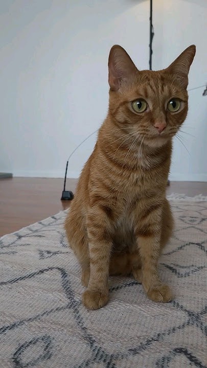 ️Кот Артём ️ - YouTube