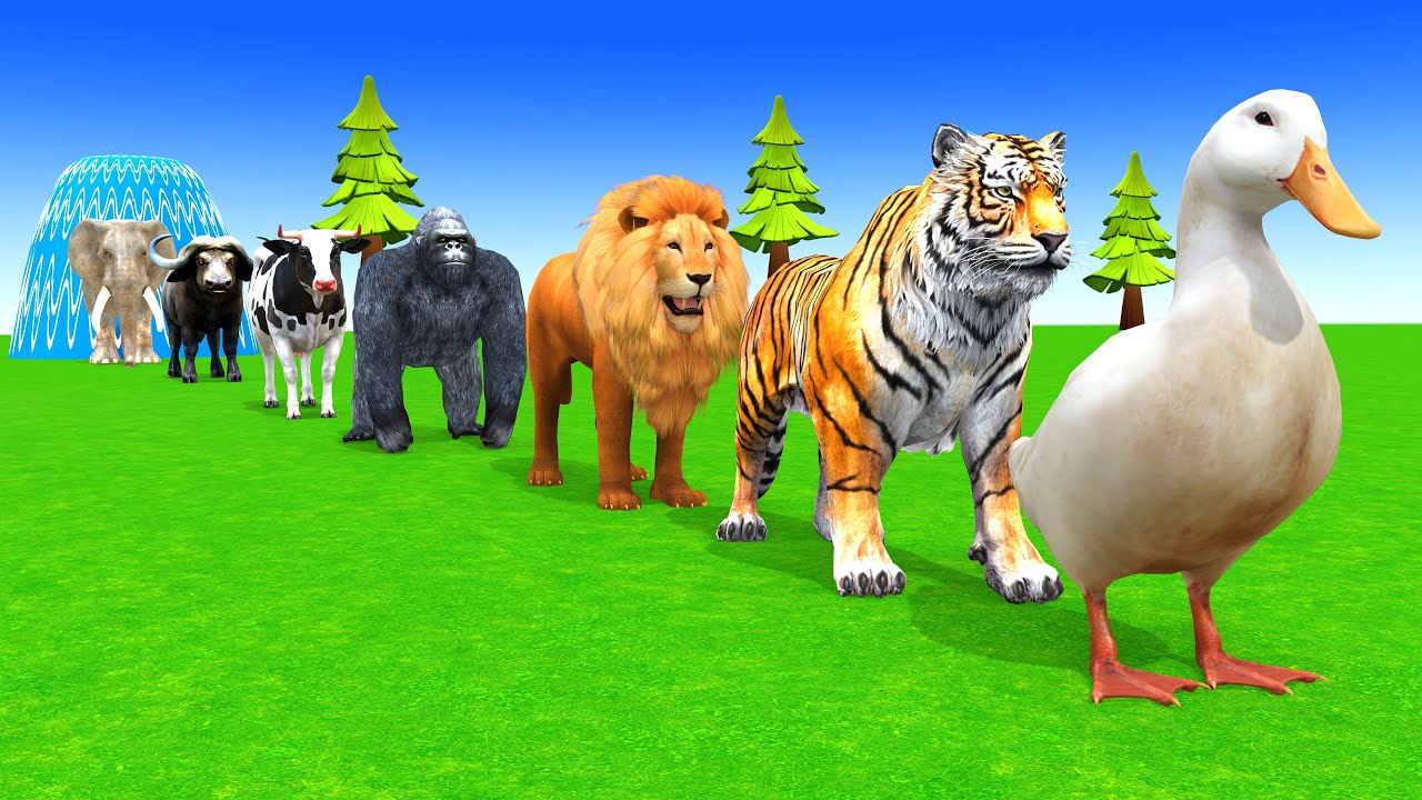 Long Slide Game With Cow Elephant Gorilla Hippopotamus Tiger 3d Animal ...