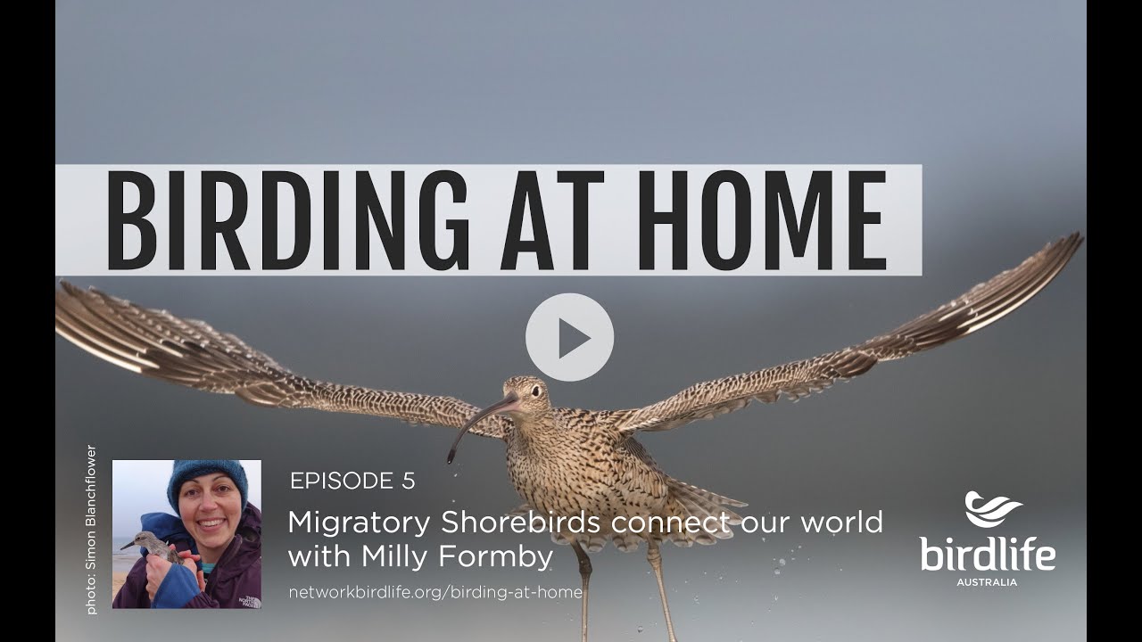 Birding at Home Episode 5: Migratory Shorebirds connect our world with ...