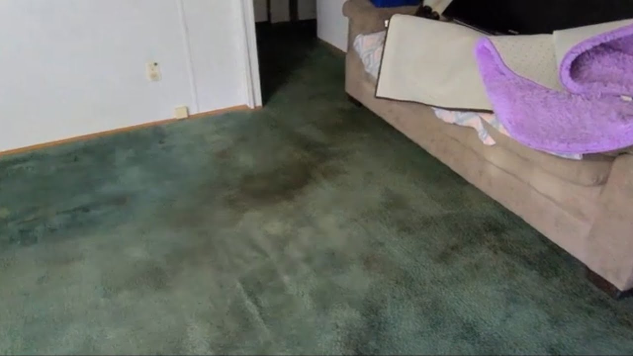 Extremely Dirty and Urine filled carpets Get a Extreme make over🤯🤯🤯 ...