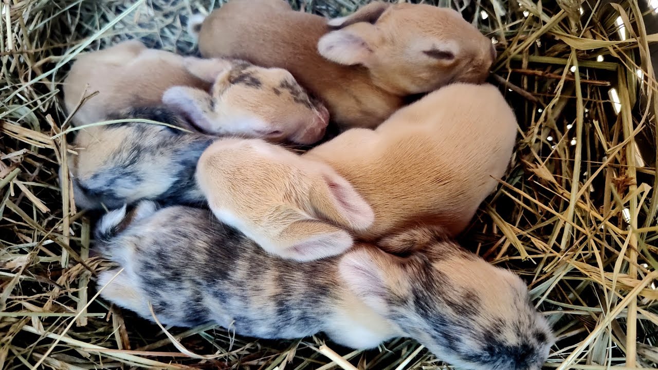 Update on Baby Bunnies #farmlife #homestead #rabbitfarming #rabbit # ...