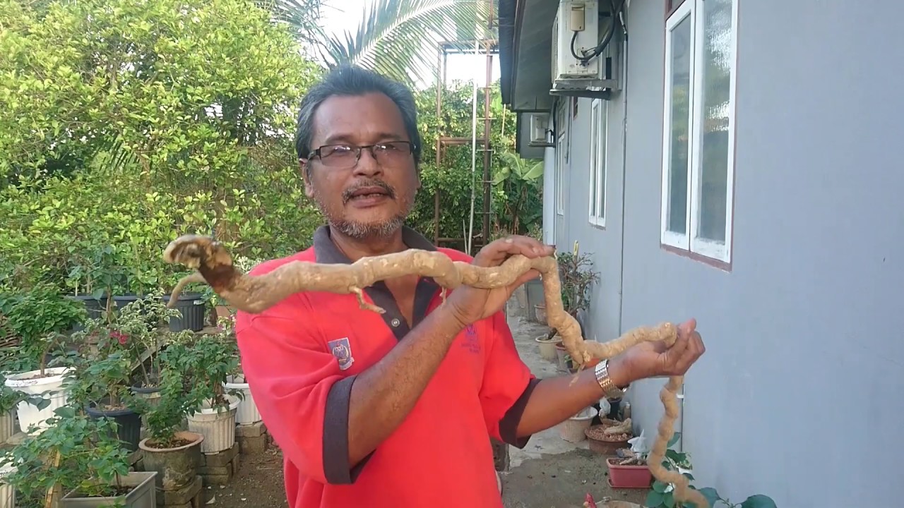 Cantuman akar Bunga Kertas - YouTube